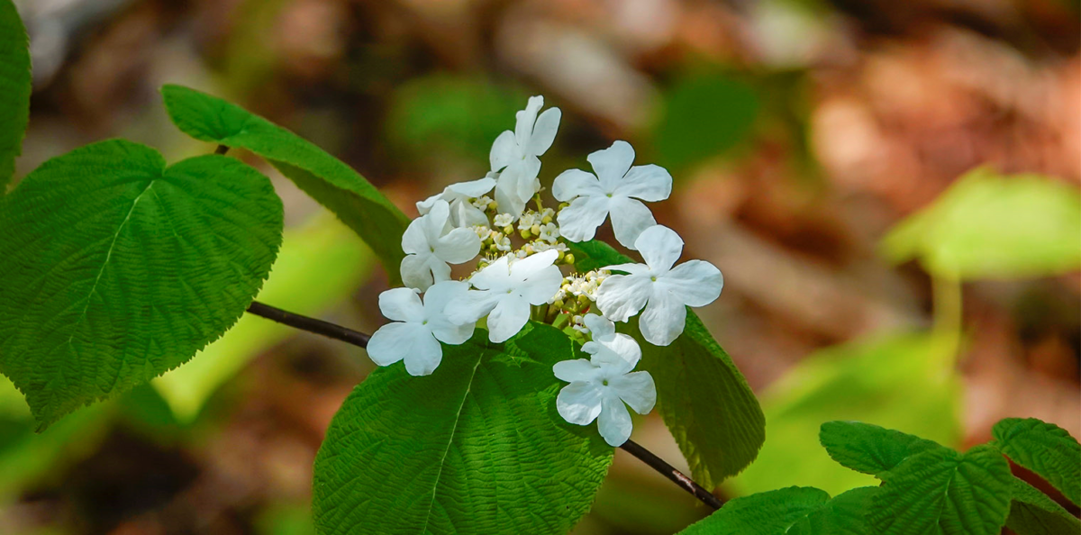 Hobblebush (Virburnum lantanoides) ~ ECFLA | WDLT